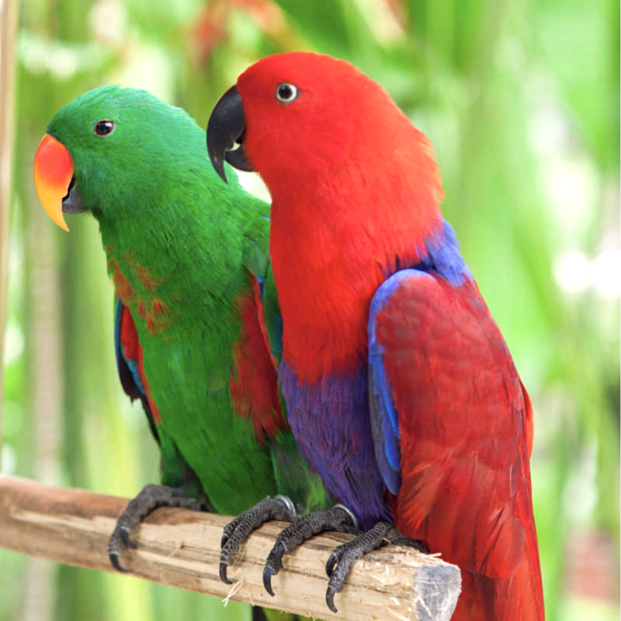 How to DNA Test a Parrot? A Complete Guide for You - SENO Bird DNA Test